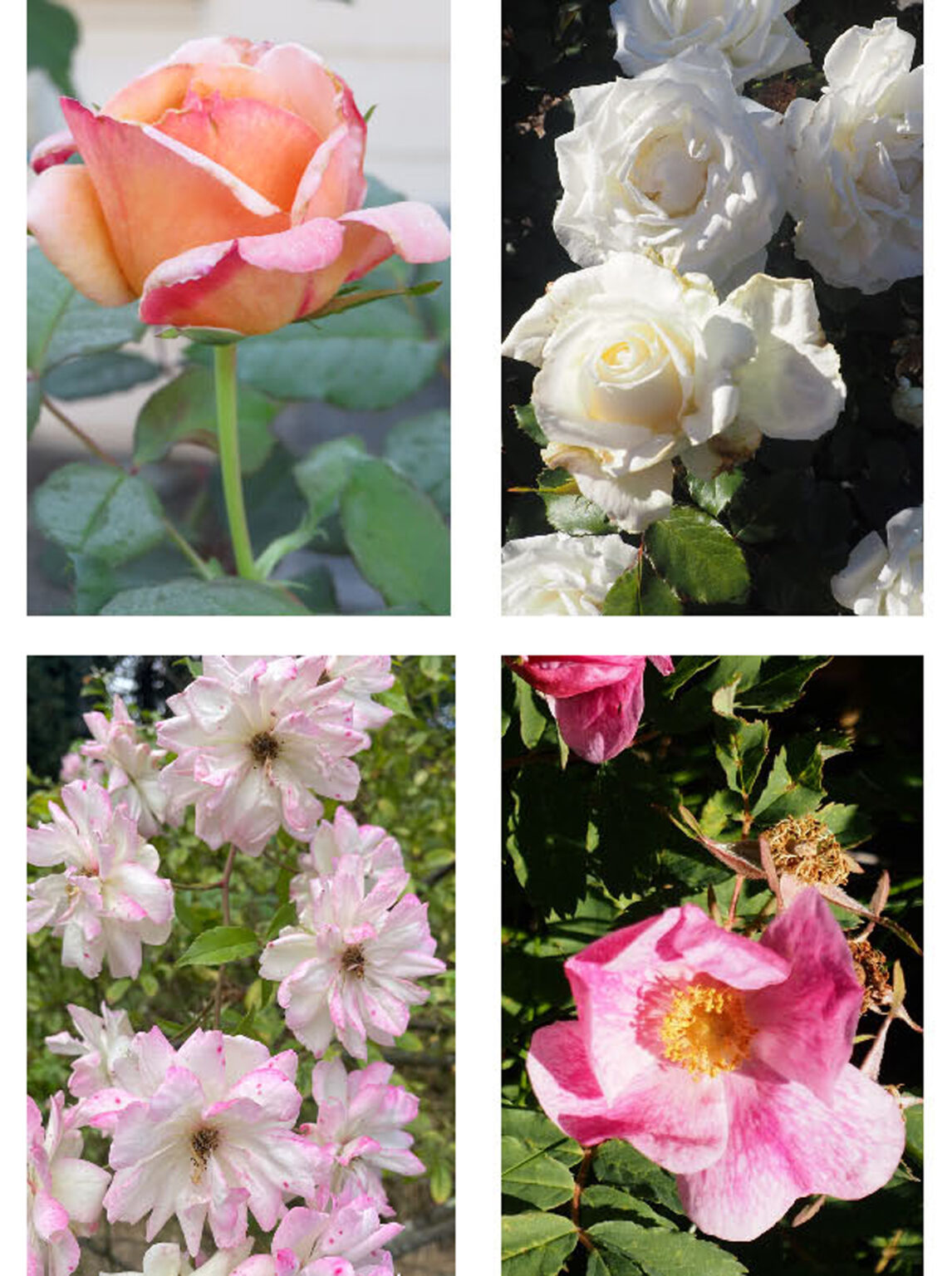 The Best Tips For Growing Your Own Rose Garden